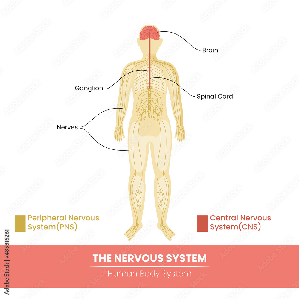 Main Components Of The Human Nervous System On White Background. Stock ...