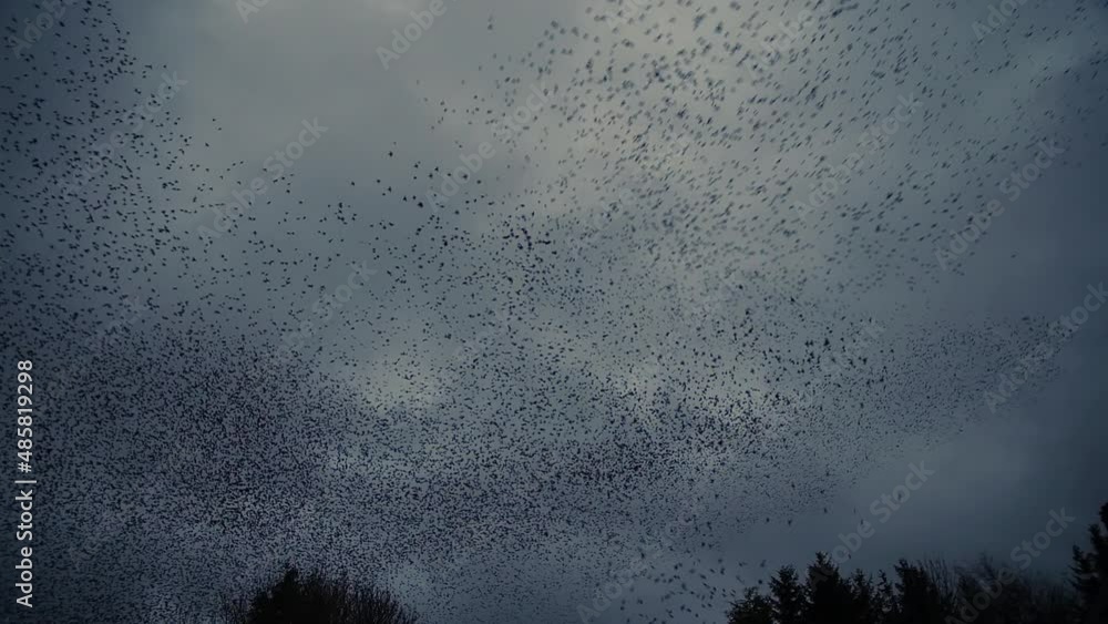Starling murmuration making spiralling patterns against moving cloudy ...