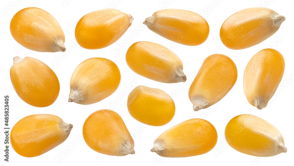 Raw corn grains isolated on white background Stock Photo | Adobe Stock