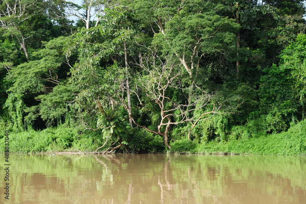 A river cruise along the Kinabatangan River is a unique experience in ...