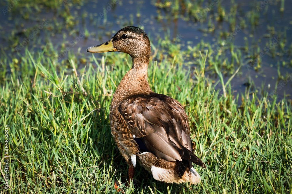 Una hembra de pato común descansa en la hierba junto al humedal a la ...