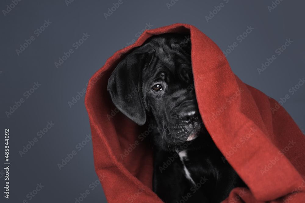 A very cute black puppy is lying under a rug. Puppy of breed Cane Corso ...