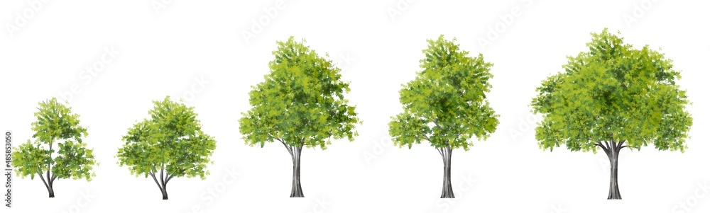 watercolor tree side view isolated on white background for landscape ...