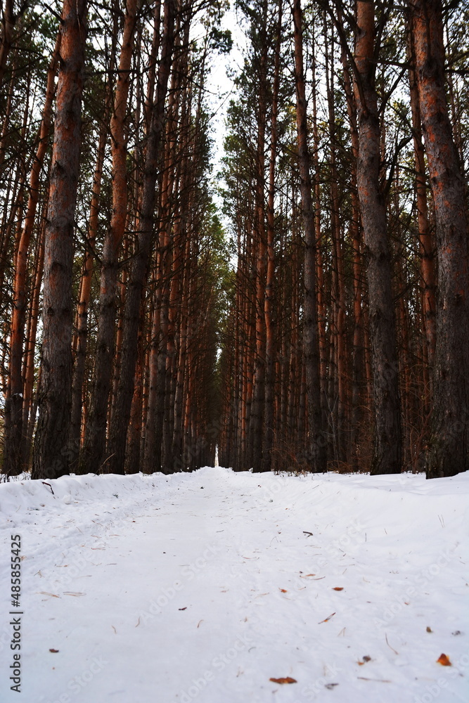 snow trail between tall fir trees in a winter coniferous forest ...