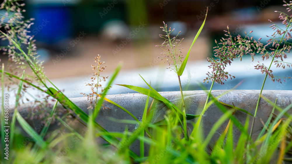 Echinochloa colona, commonly known as jungle rice, deccan grass, or ...