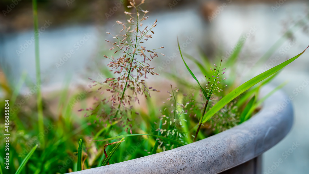 Echinochloa colona, commonly known as jungle rice, deccan grass, or ...