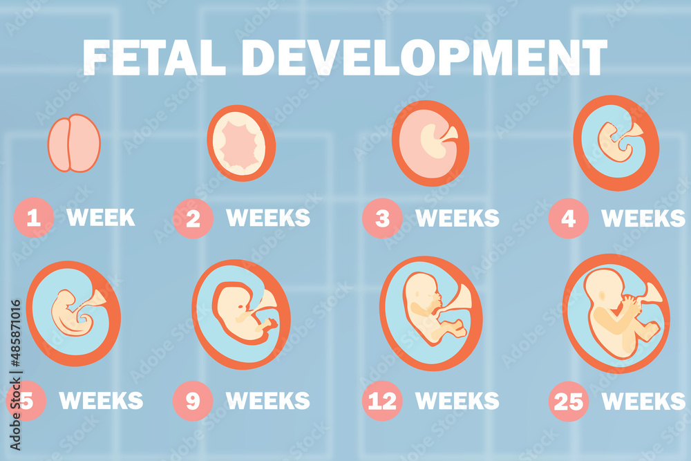 2d illustration Fetal Development system Stock Illustration | Adobe Stock