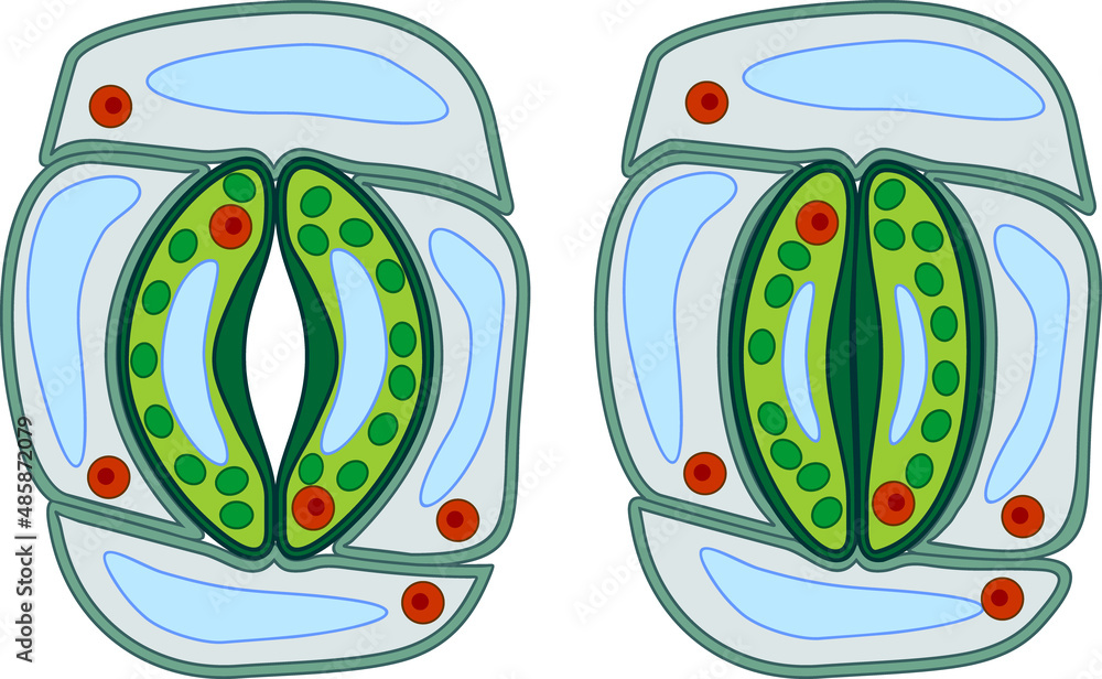 Structure of stomatal complex with open and closed stoma Stock Vector ...