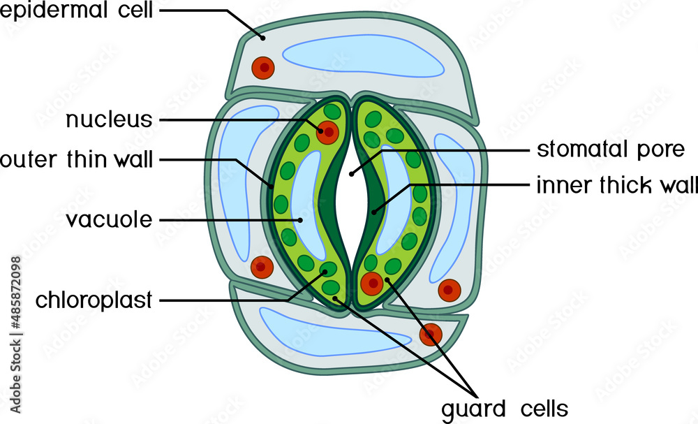 Structure of stomatal complex with open stoma isolated on white ...