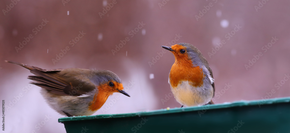 Two robins a feeder during a snowfall on a blurry background Stock ...