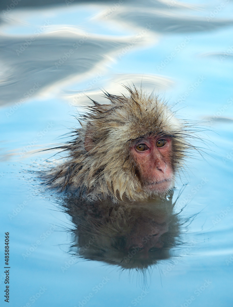 Photo & Art Print Japanese macaque in the water of natural hot springs ...