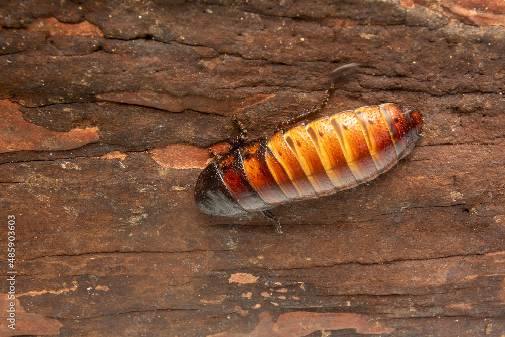 big tropical cockroach Female of Gromphadorhina portentosa , one of the ...