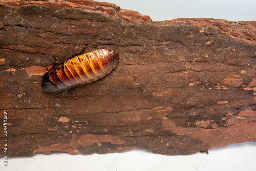 big tropical cockroach Female of Gromphadorhina portentosa , one of the ...