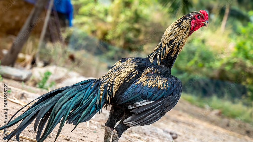 Indian Rooster. Indian breed (mayil seval) rooster with green ...