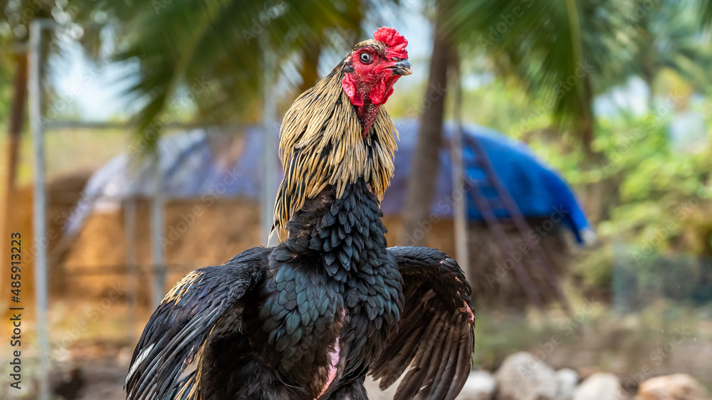 Beautiful Black Rooster. Indian breed (mayil seval) rooster with green ...