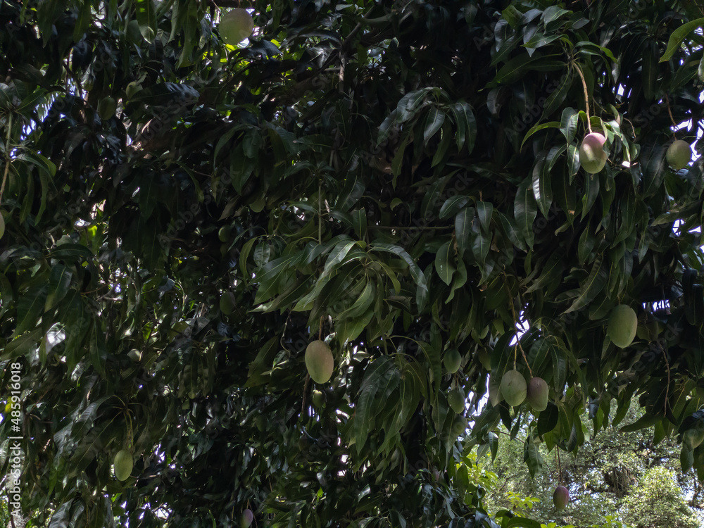 Mango fruit tree with green mangoes. This variety of mango is called ...