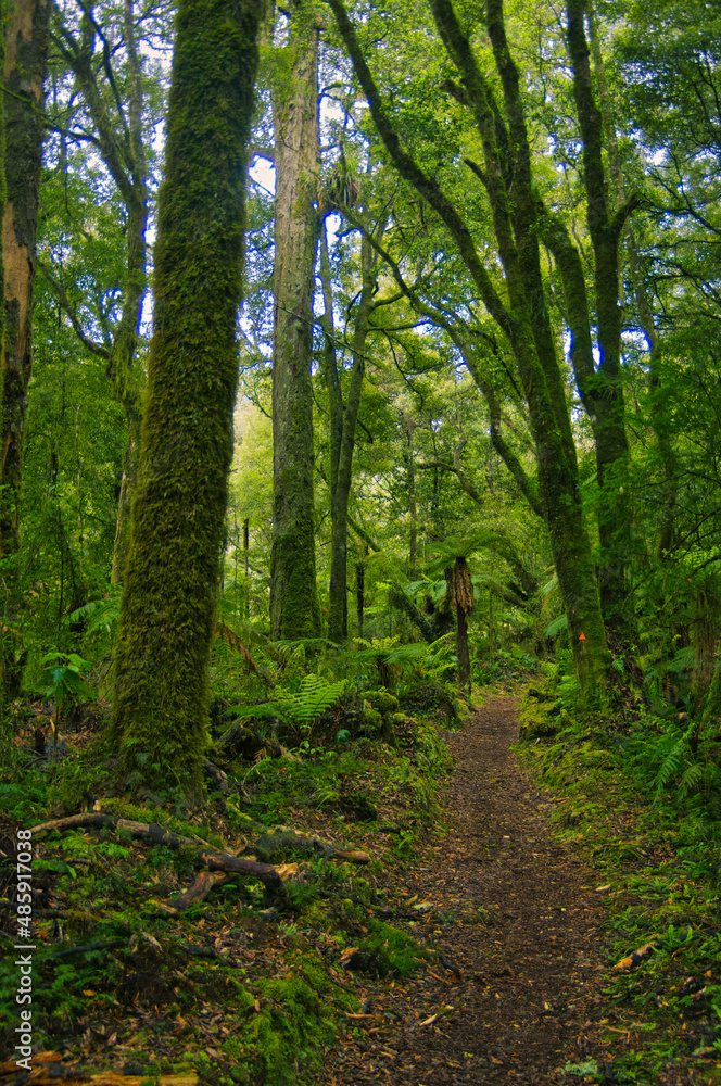 Walking track in the temperate rainforest of Whirinaki Forest Park near ...