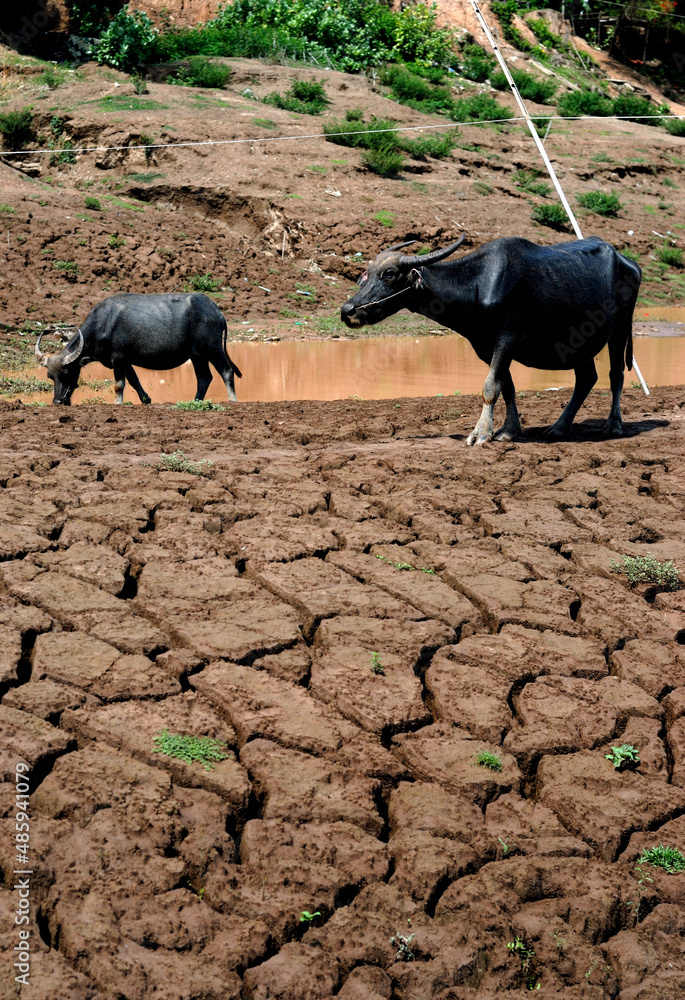 Buffalo bath in water canal Stock Photo | Adobe Stock