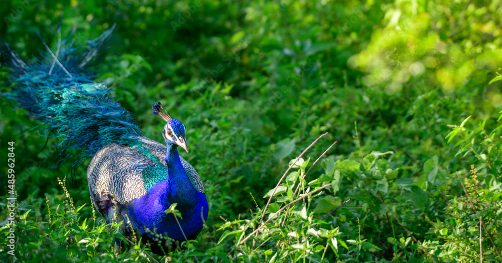 Blue peafowl close-up portraiture. Beautiful wild male peafowl foraging ...