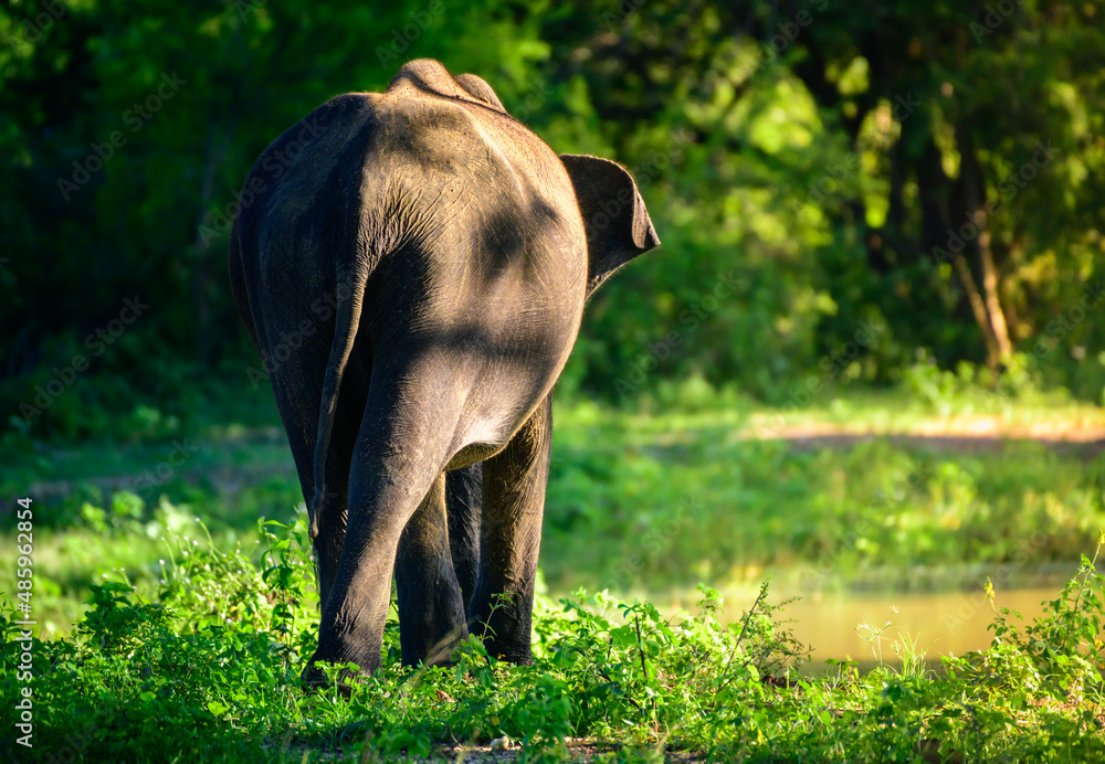 Asian elephant approaching the natural waterhole in the evening. view ...