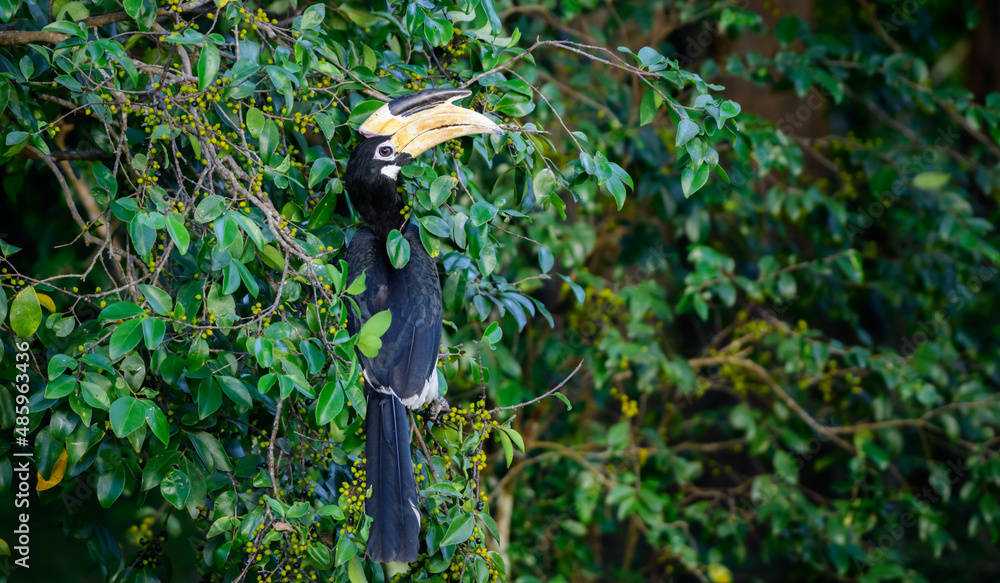 A beautiful Malabar hornbill bird with red eyes sits on a wild fruits ...