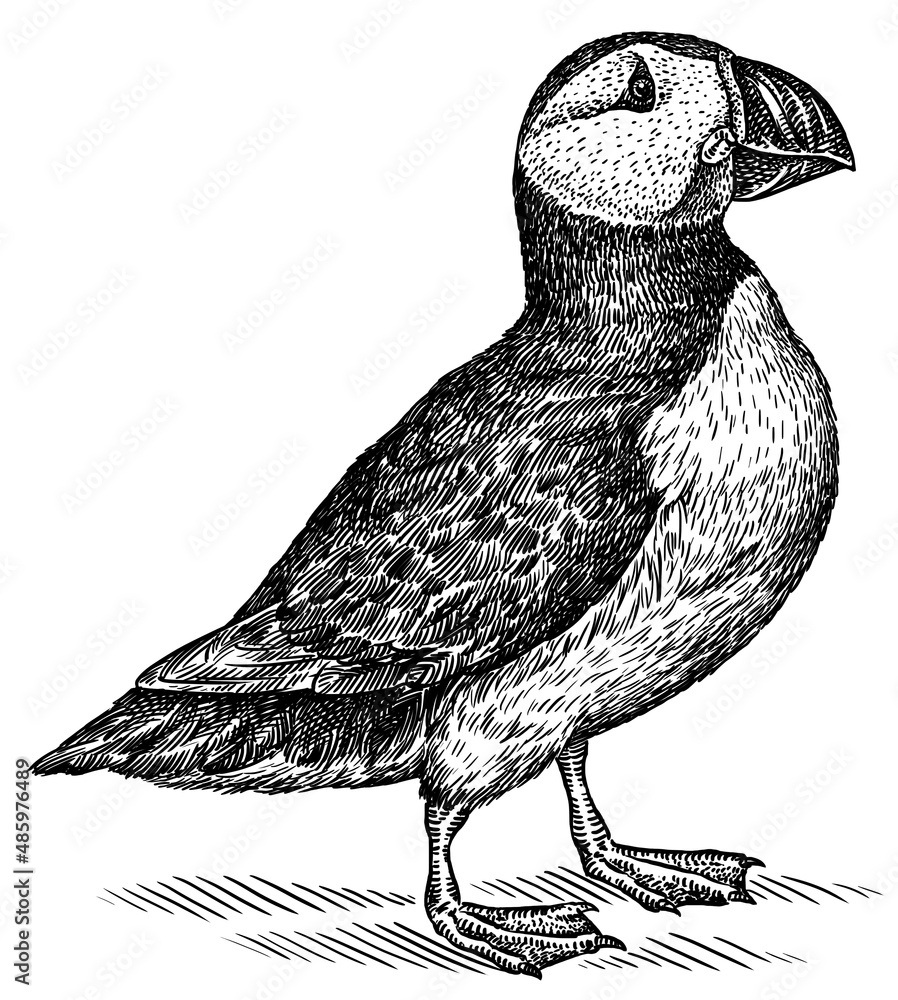 black and white engrave isolated puffin illustration Stock Illustration ...
