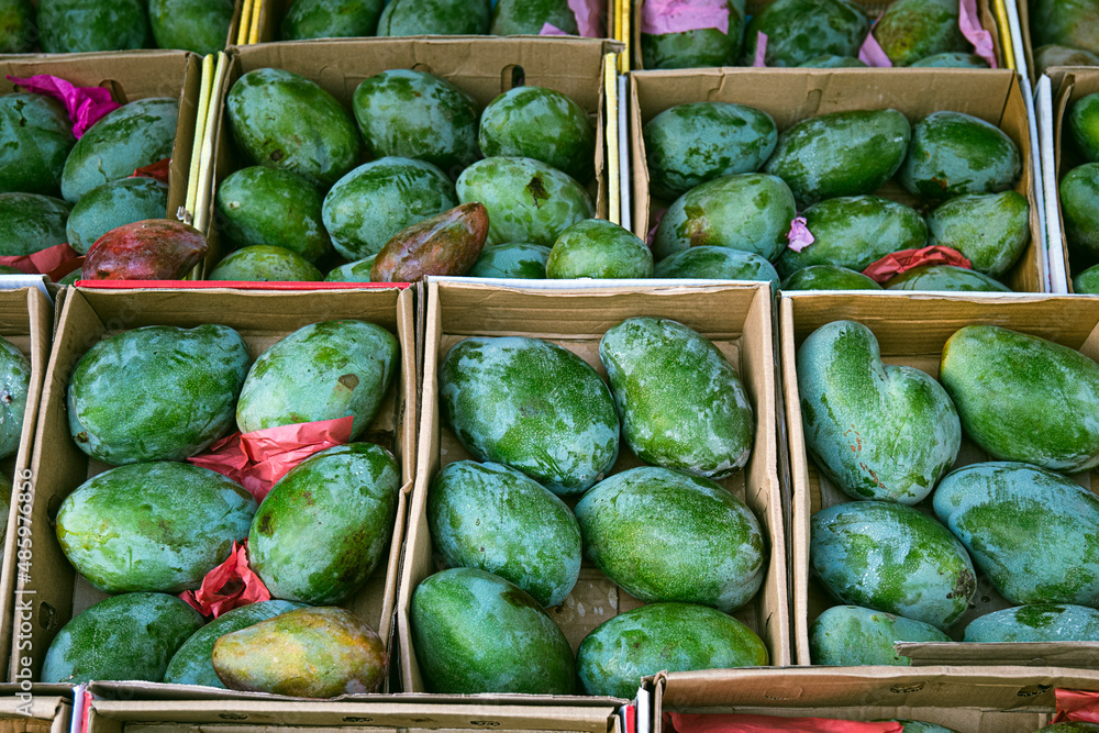 Fotka „Many green mangoes. Big mango. Mango season in Egypt. Many green ...