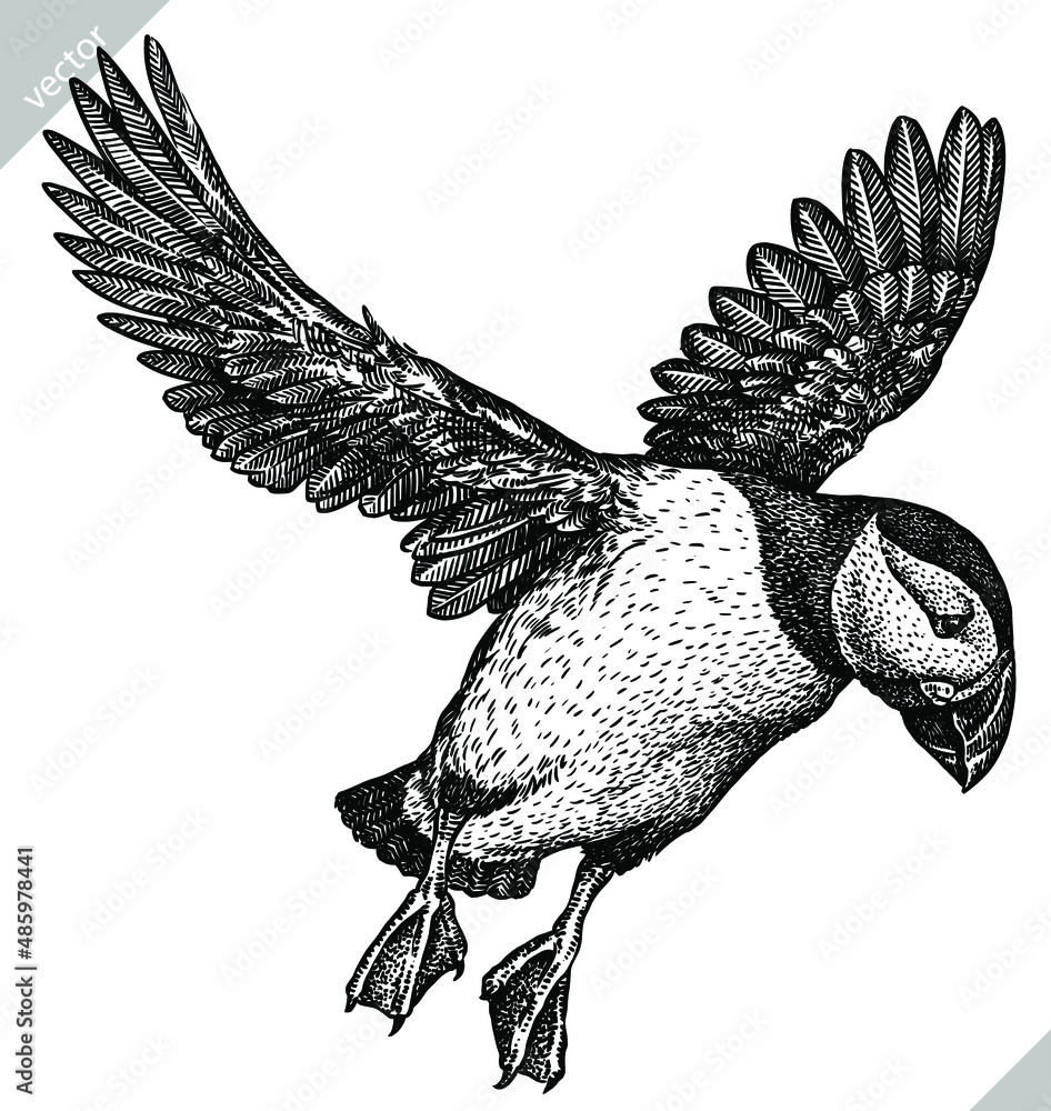 black and white engrave isolated puffin vector illustration Stock ...