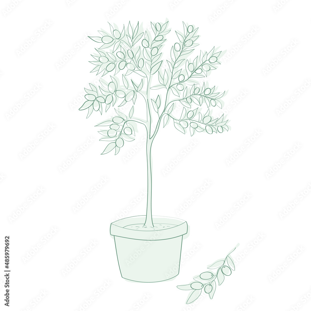 Line art of olive tree in pot. Vector illustration. Stock Vector ...