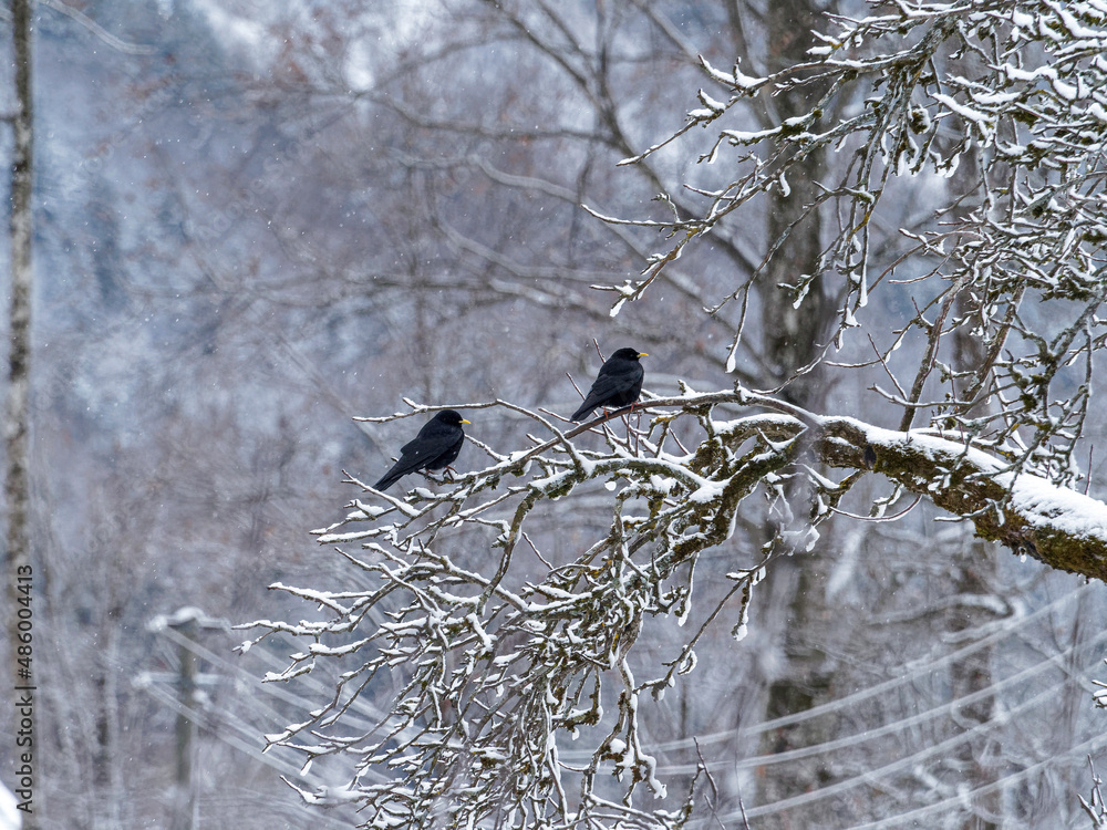 Couple de chocards à bec jaune ou pyrrhocorax graculus posés sur les branches enneigées Stock ...