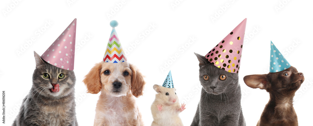 Cute pets with party hats on white background, collage. Banner design ...