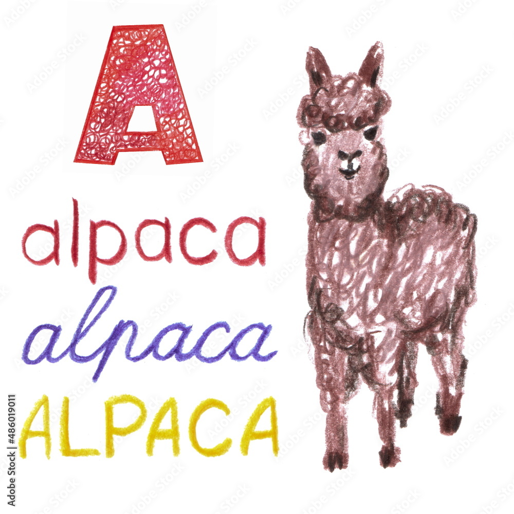 South American alpaca and lettering. The first letter of the alphabet ...