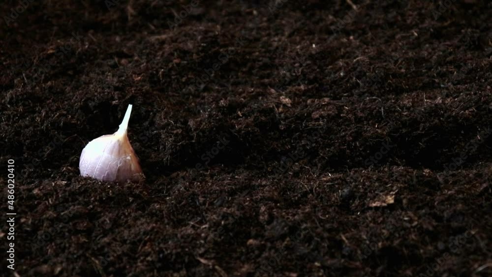 How to plant garlic in the ground. Planting organic garlic seeds by ...