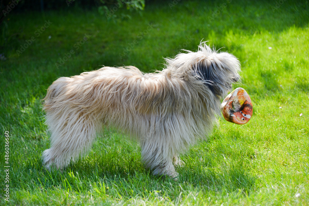 Profil d'un petit chien de berger des Pyrénées de race labrit, jouant ...