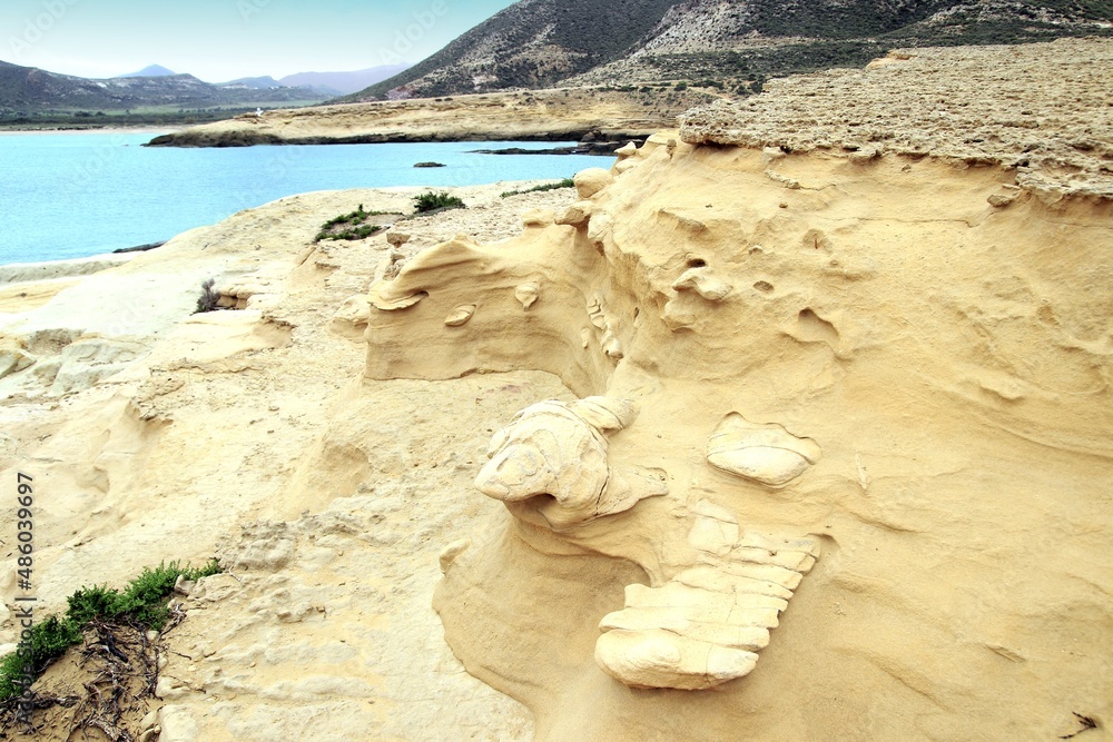 Fossils of tertiary sediments, sandstones, calcarenites and limestones ...
