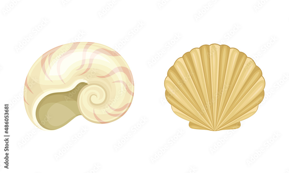 Seashell as Hard Marine Snail Shell Vector Set Stock Vector | Adobe Stock