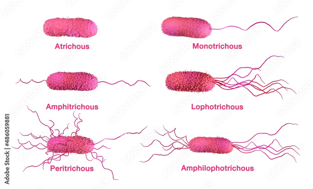 Bacterium, flagella arrangement in bacteria: Monotrichous ...