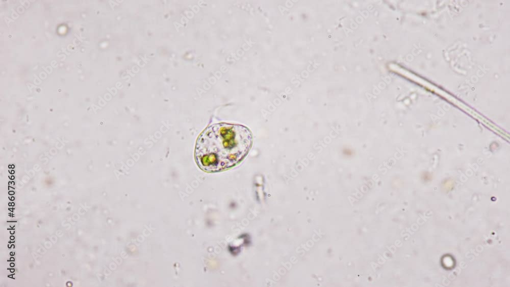 An amazing pear-shaped microorganism with one flagellum in a liquid ...