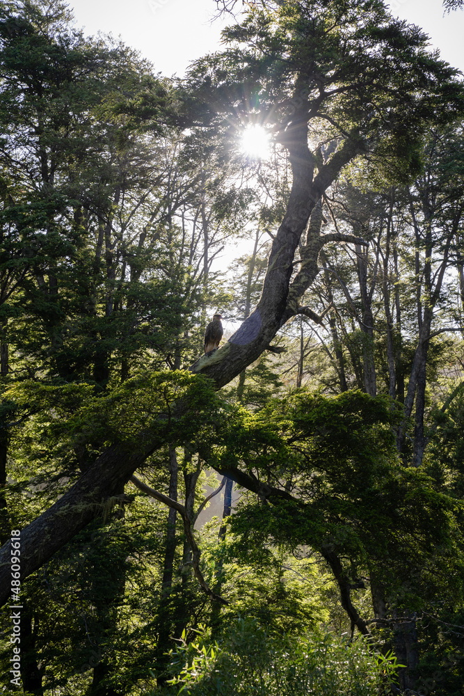 Wildlife. Patagonia birds. Magical view of a Geranoaetus polyosoma ...