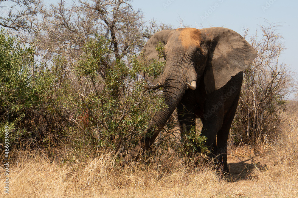 Male African Elephant Bull shaking his trunk with red clay dirt on head ...