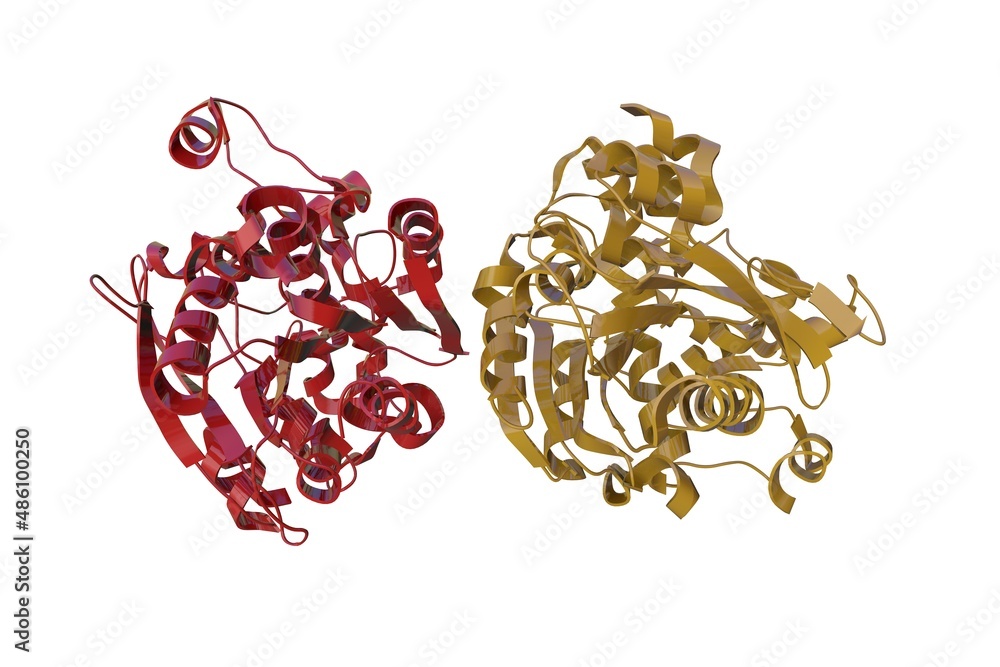 Crystal structure of human gastric lipase. Ribbons diagram with ...