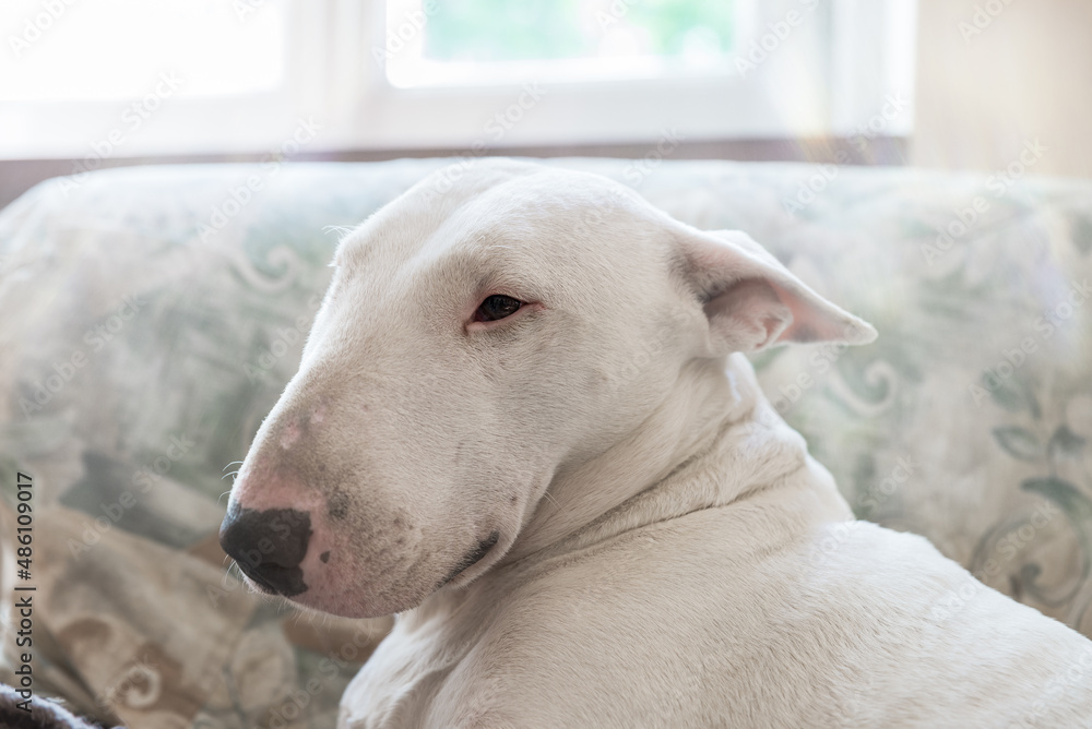 White dog, english bull terrier profile portrait. Side view Stock Photo ...
