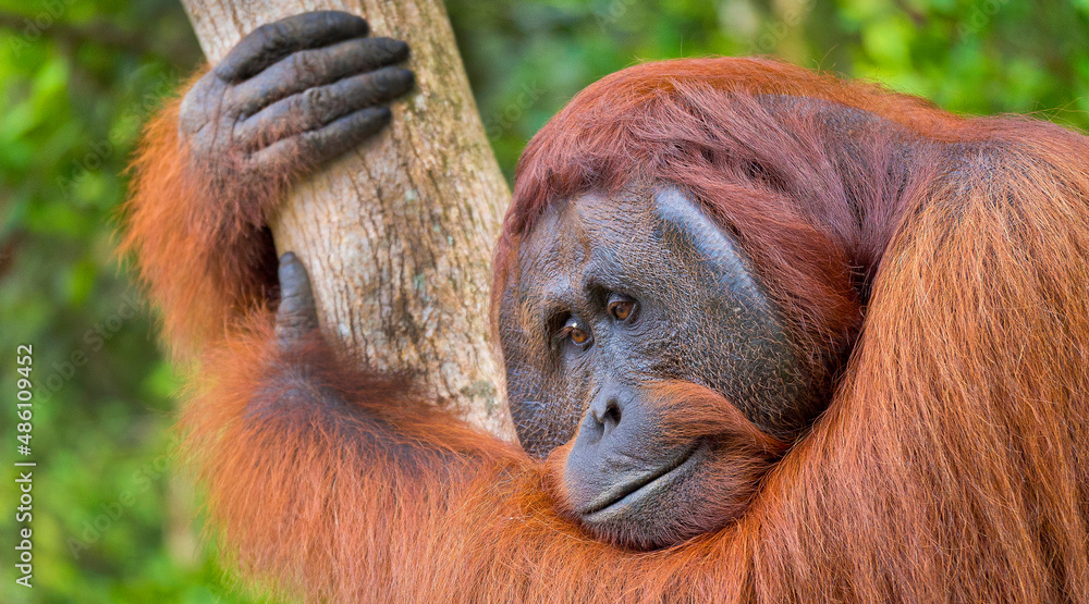 Orangutan, Pongo pygmaeus, Sekonyer River, Tanjung Puting National Park ...