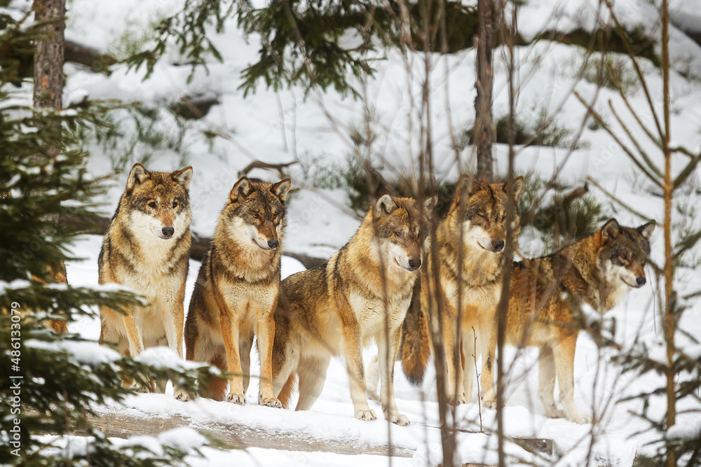 Eurasian wolf (Canis lupus lupus) something caught the attention of the ...