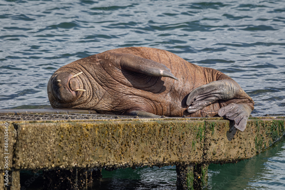 Sleeping lazy Walrus, Wally in Tenby Wales Stock Photo | Adobe Stock