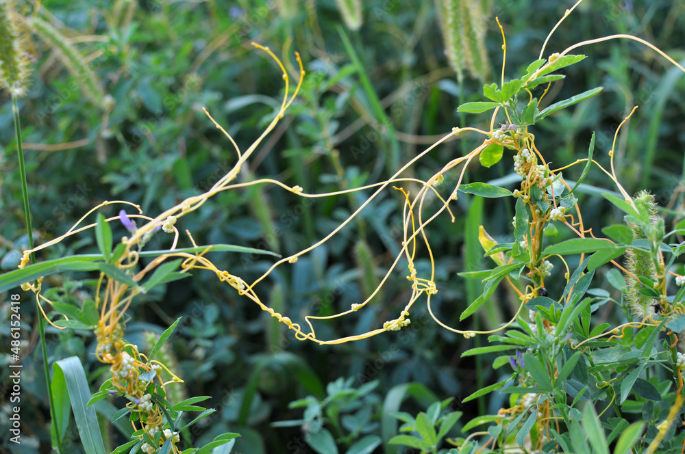 The parasitic plant cuscuta grows among crops Stock Photo | Adobe Stock