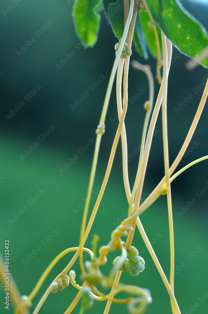 The parasitic plant cuscuta grows among crops Stock Photo | Adobe Stock