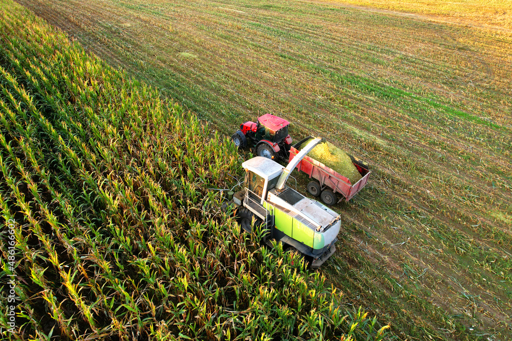 Maize Harvesting with Forage harvester in field, aerial view. Cutting ...