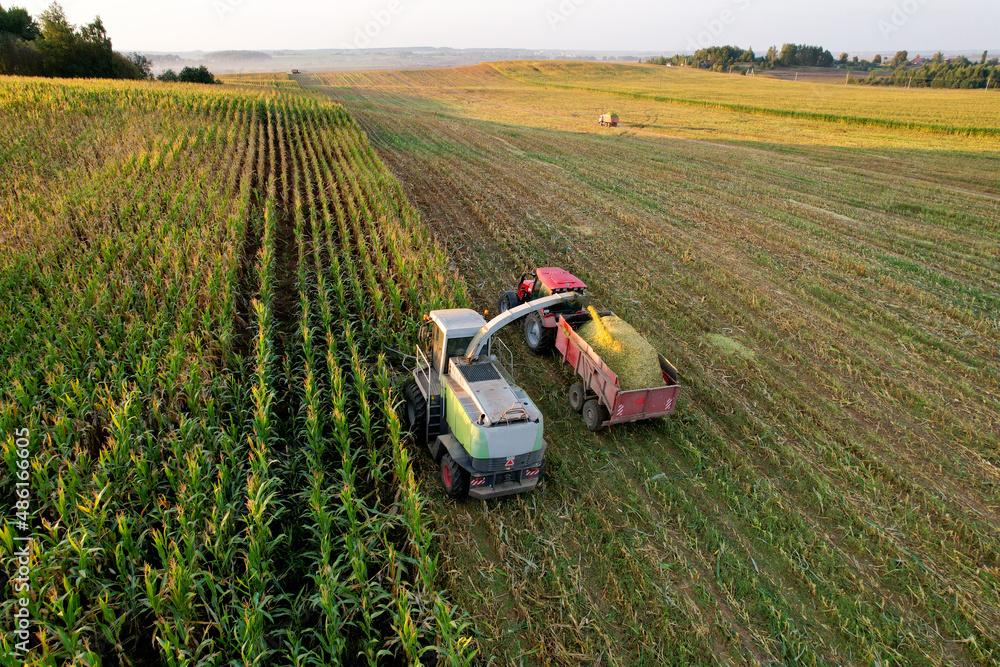 Maize Harvesting with Forage harvester in field, aerial view. Cutting ...