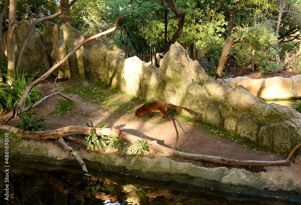 Fosa or Fossa (Cryptoprocta ferox) in natural environment in wild ...